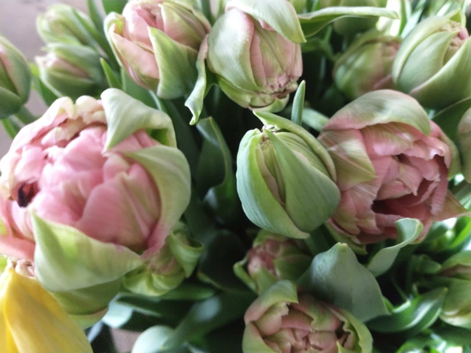Welsh Flower Barrow – Market garden flowers | Direct to your door